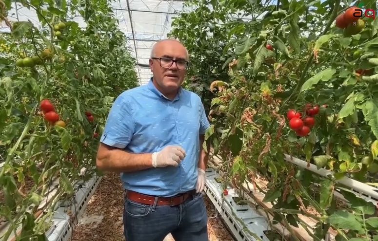 Odmiany pomidor, ogórek, sałata papryka i inne - Strona główna ...